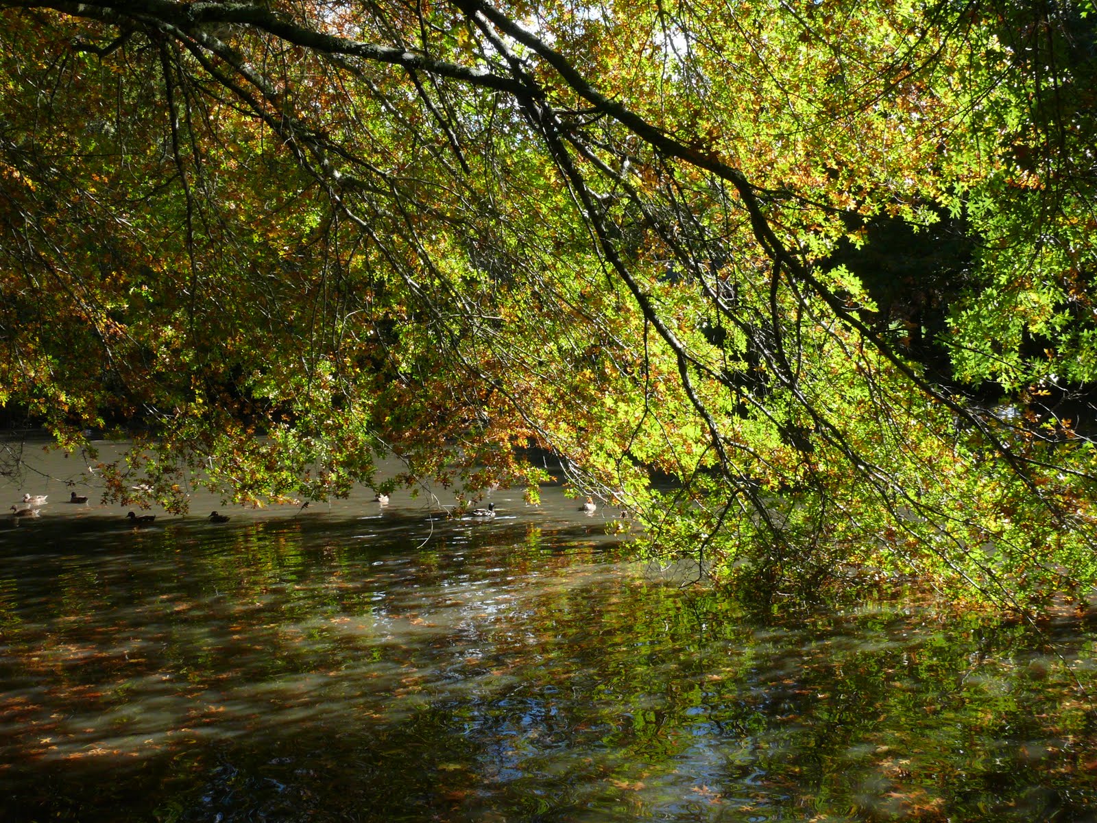 an extension to Grrr's mind...: Taitua Arboretum in Autumn
