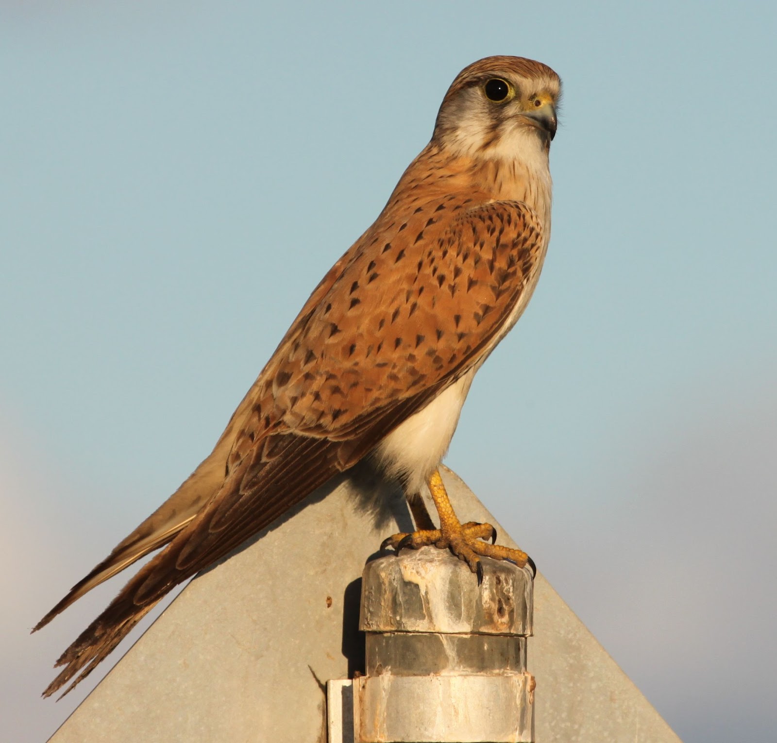 Richard Waring's Birds of Australia: Nankeen Kestrel