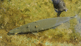 Real Monstrosities: Gar