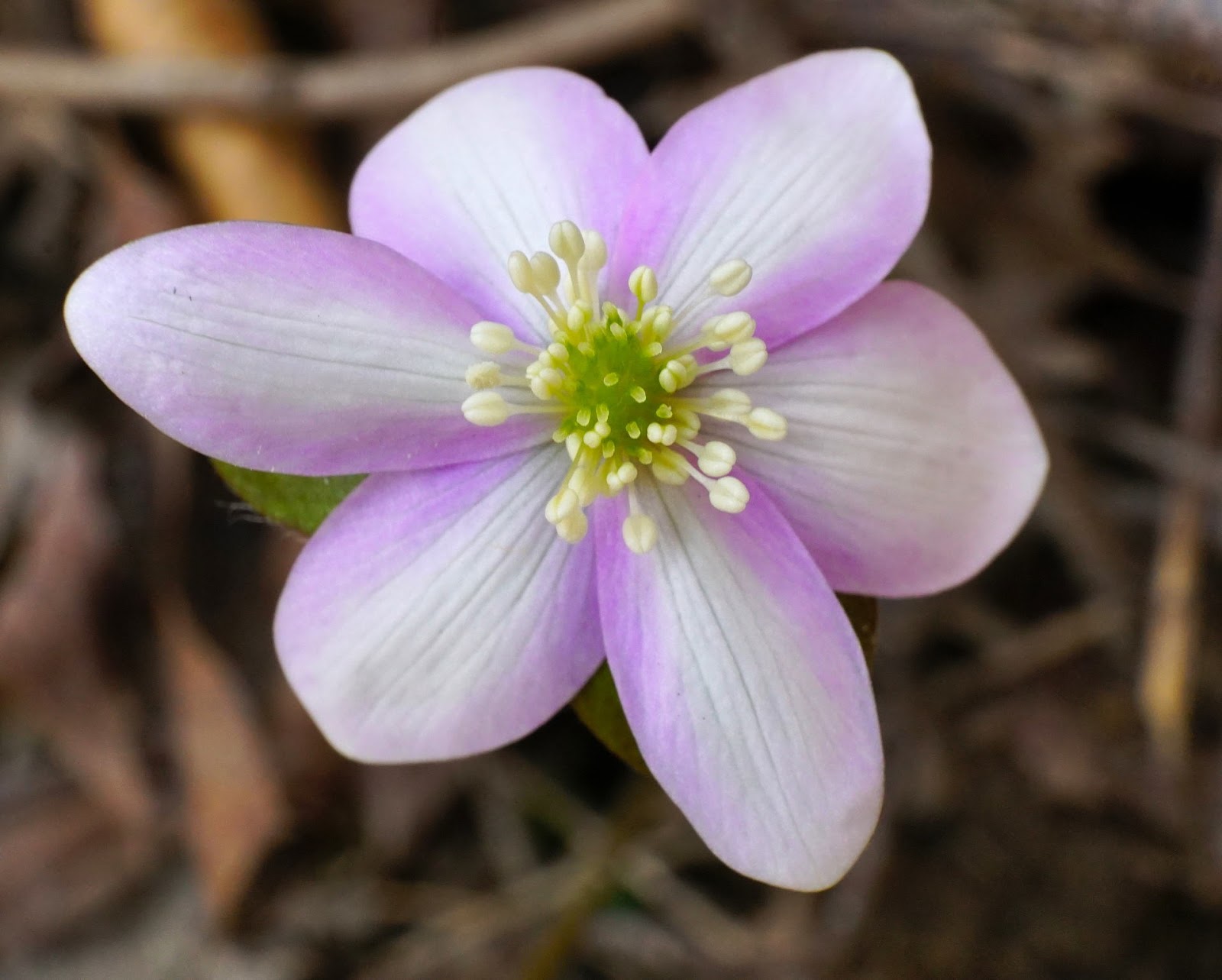 Discover West Virginia: Spring Wildflowers of the New River Gorge ...