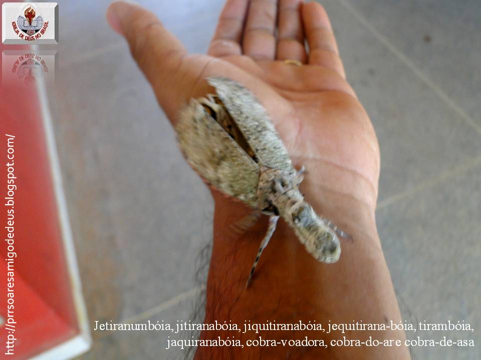 prrsoares: Jetiranumbóia, jitiranabóia, jiquitiranabóia, jequitirana ...