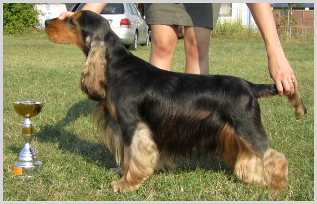 NUNCAJAMAS COCKER: EL COCKER DE COLOR SABLE