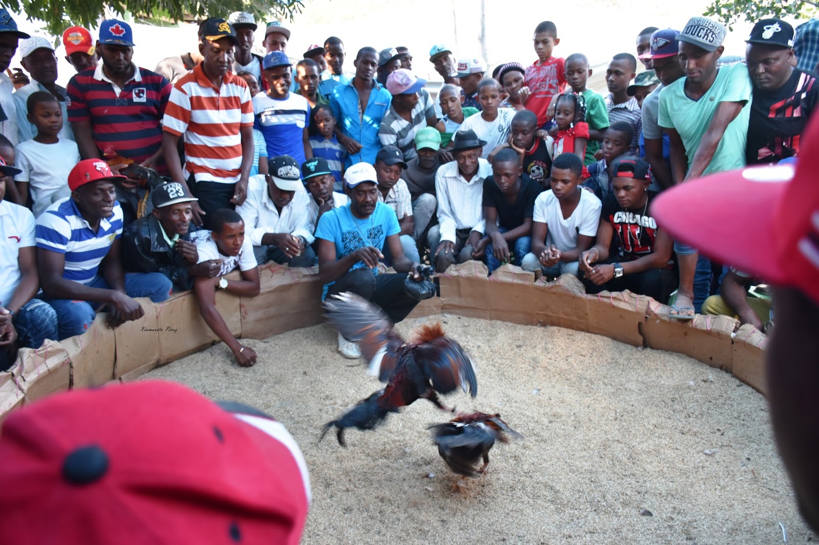 "A la gallera yo no vuelvo más, matan a los hombres a palo y pedrá ...