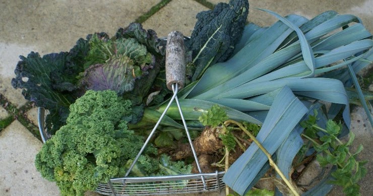 Veg, Fruit and Foraged Foods in Season in January - Navista