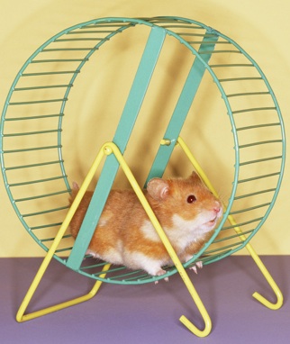 drycliftdays: Bike wheels or hamster wheel?