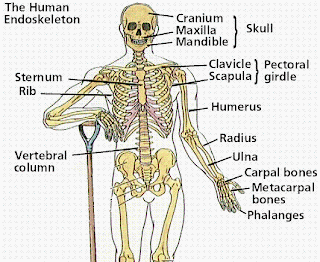 Human Body Systems and their Organs: Skeletal System