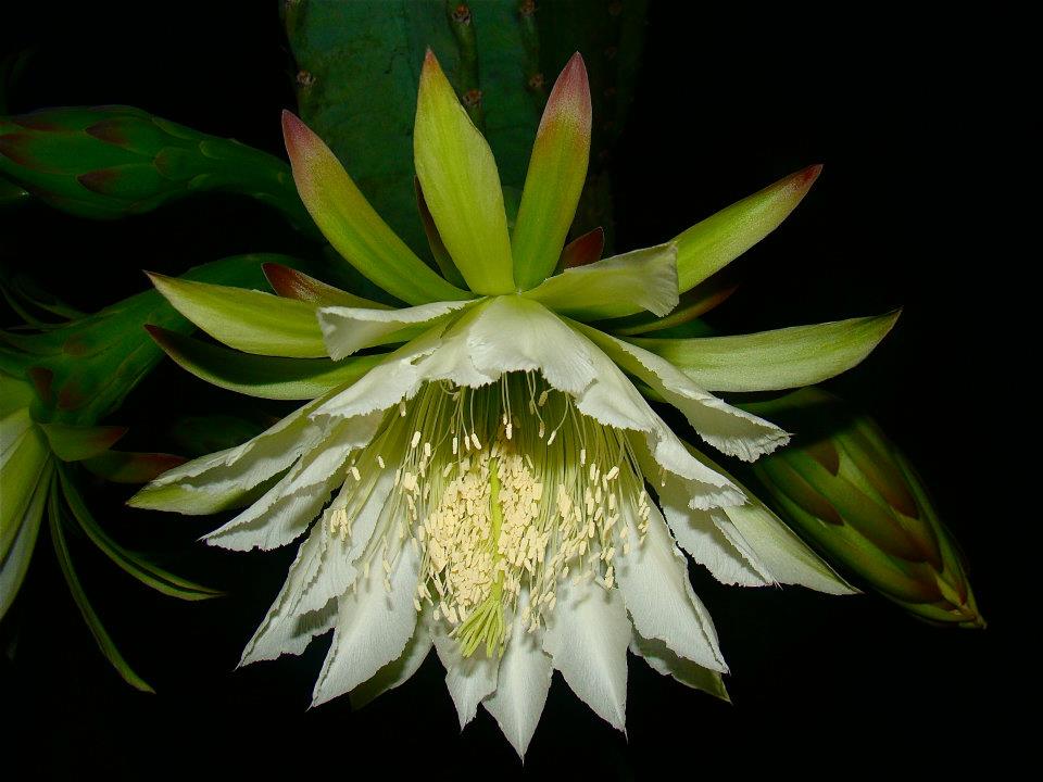 WAKING PLANET: Selected Flora and Fauna of Ghana,West Africa