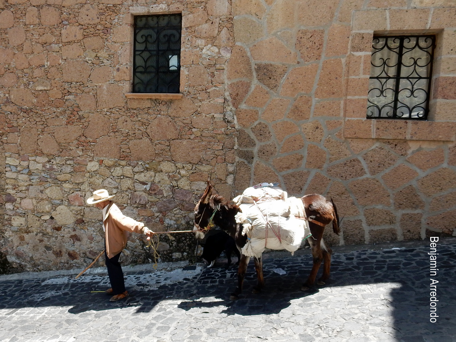 El Bable: De asnos, burros y jumentos, su llegada a México