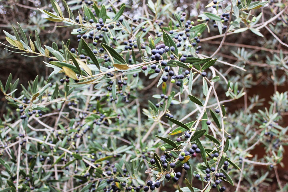 Wild Olive Tree Drawing