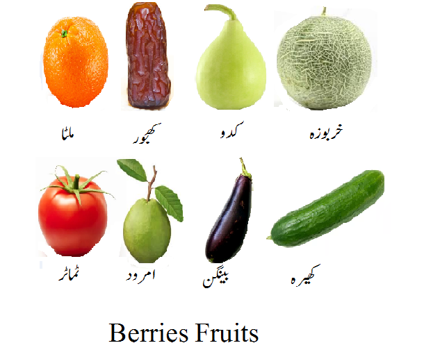 Beauty Of Plants: Succulent fruits