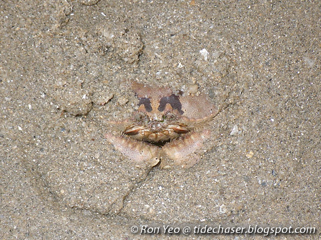 tHE tiDE cHAsER: Box Crabs (Phylum Arthropoda: Family Calappidae) of ...