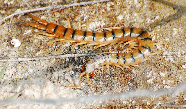 Espacio dedicado a la naturaleza: Escolopendra (Scolopendra cingulata)