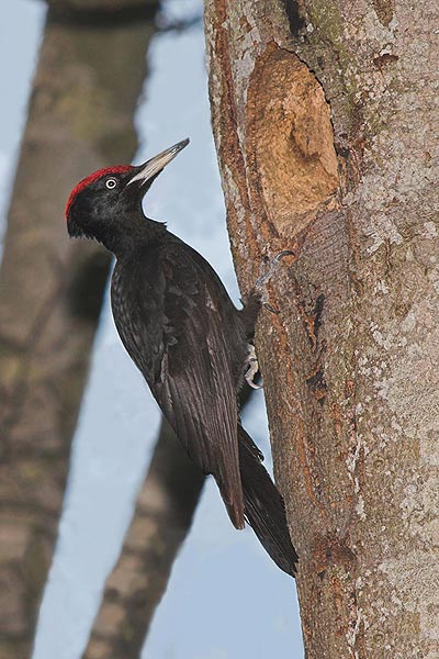 El Herrerillo: Pito negro (Dryocopus martius)