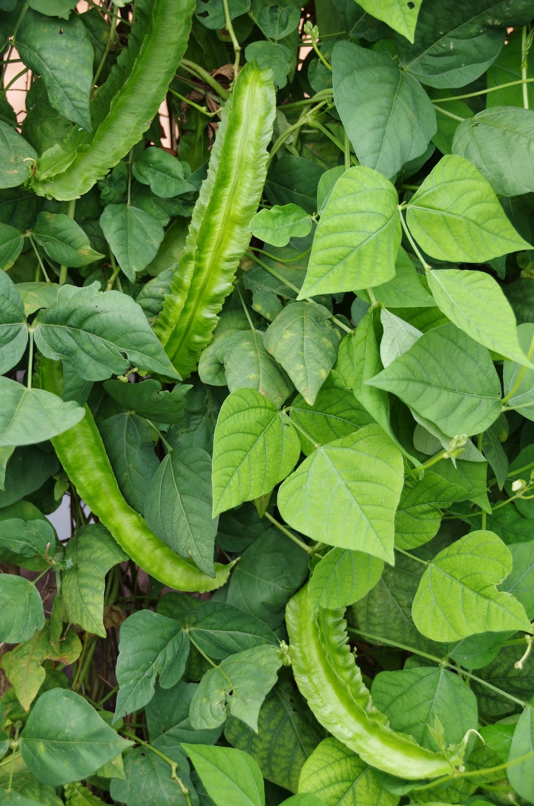 Trees and Plants: Four angled bean