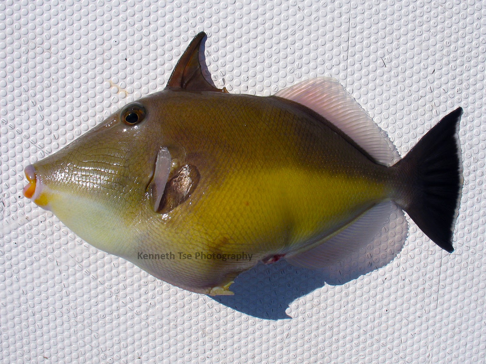 MuskieBait Adventures: Lifelist