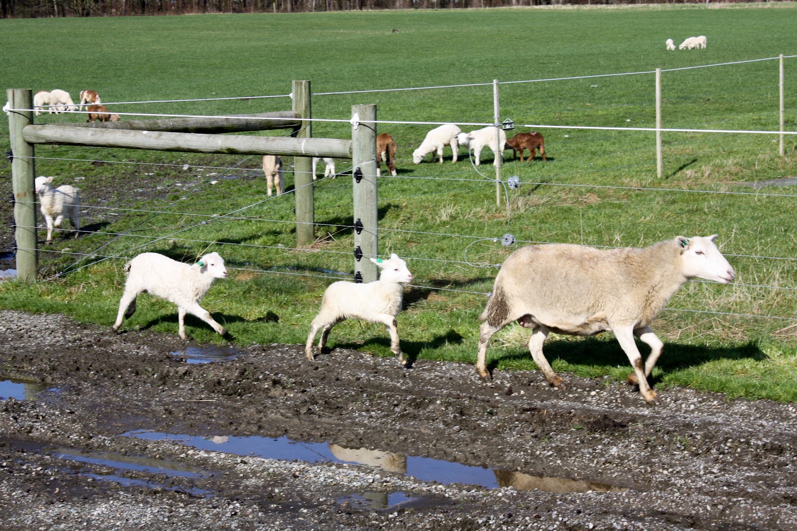Seattle Tall Poppy: Spring Lamb at Ninety Farms