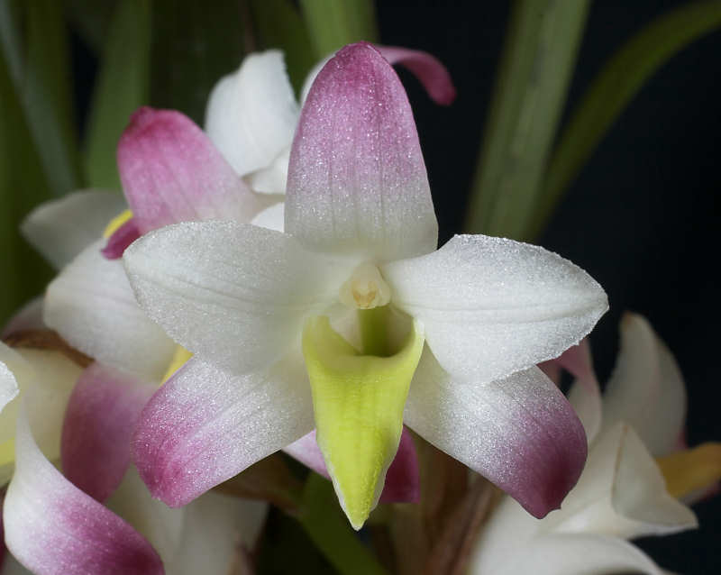 Coelia bella orchid plant care and culture | Travaldo's blog