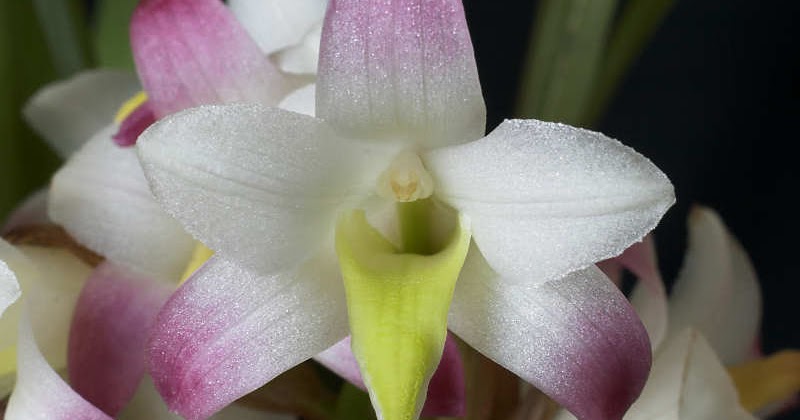 Coelia bella orchid plant care and culture | Travaldo's blog