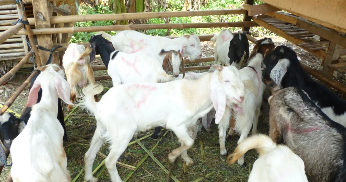 jual kambing qurban di karawang barat 081292629253