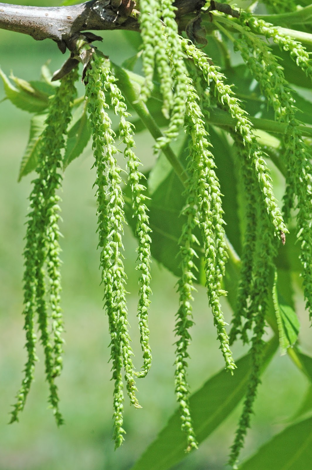 Northern Pecans: Pecan pollination season rapidly approaches