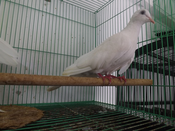 Macam dan Jenis Burung Puter, Serta Kerabatnya - Burung Puter Indonesia