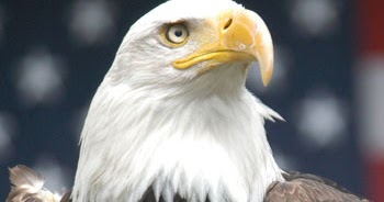 The Caucus Blog of the Illinois House Republicans: Watch bald eagles in ...