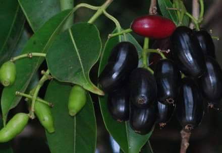 AKU DAN CERITAKU...: BUAH KERIANG DOT