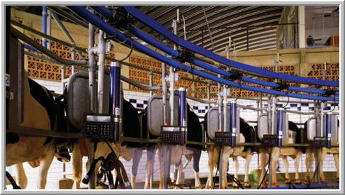 S T R A V A G A N Z A: 100 MAIORES PRODUTORES DE LEITE DO BRASIL