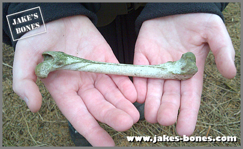 "I've found a bone...but what is it ?" : Jake's Bones