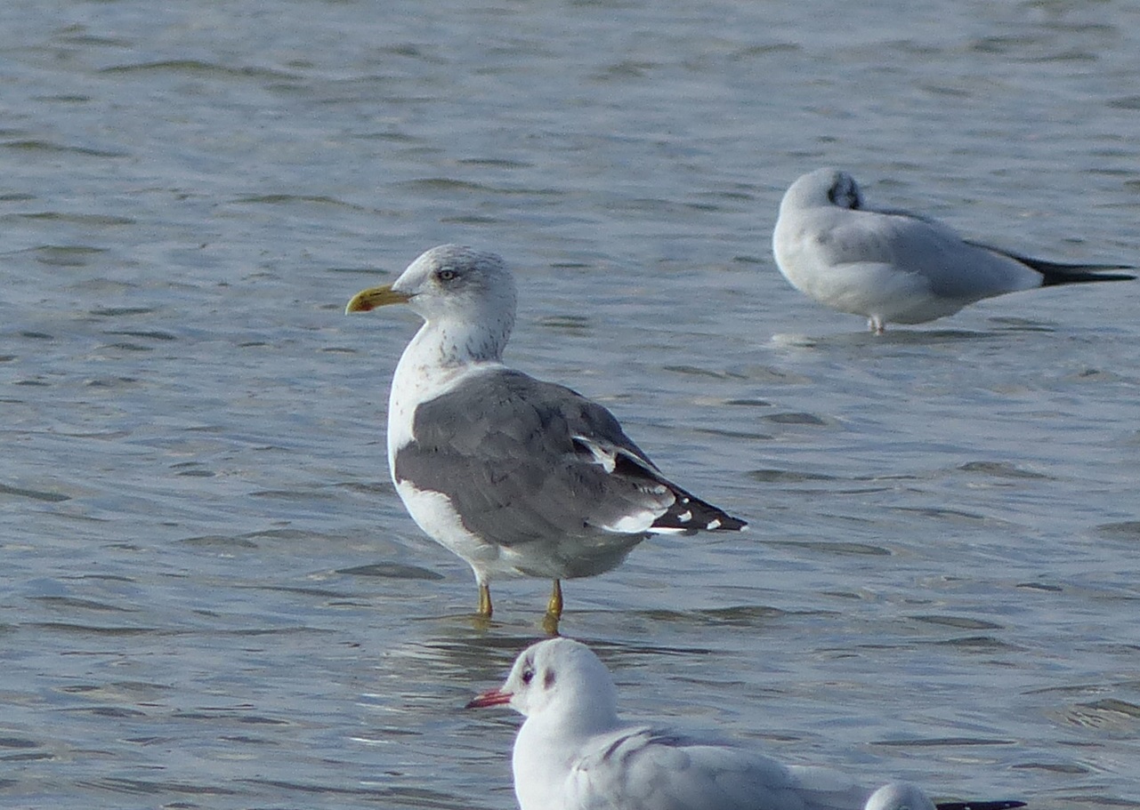 A Field Notebook: Watching winter gulls in Cyprus