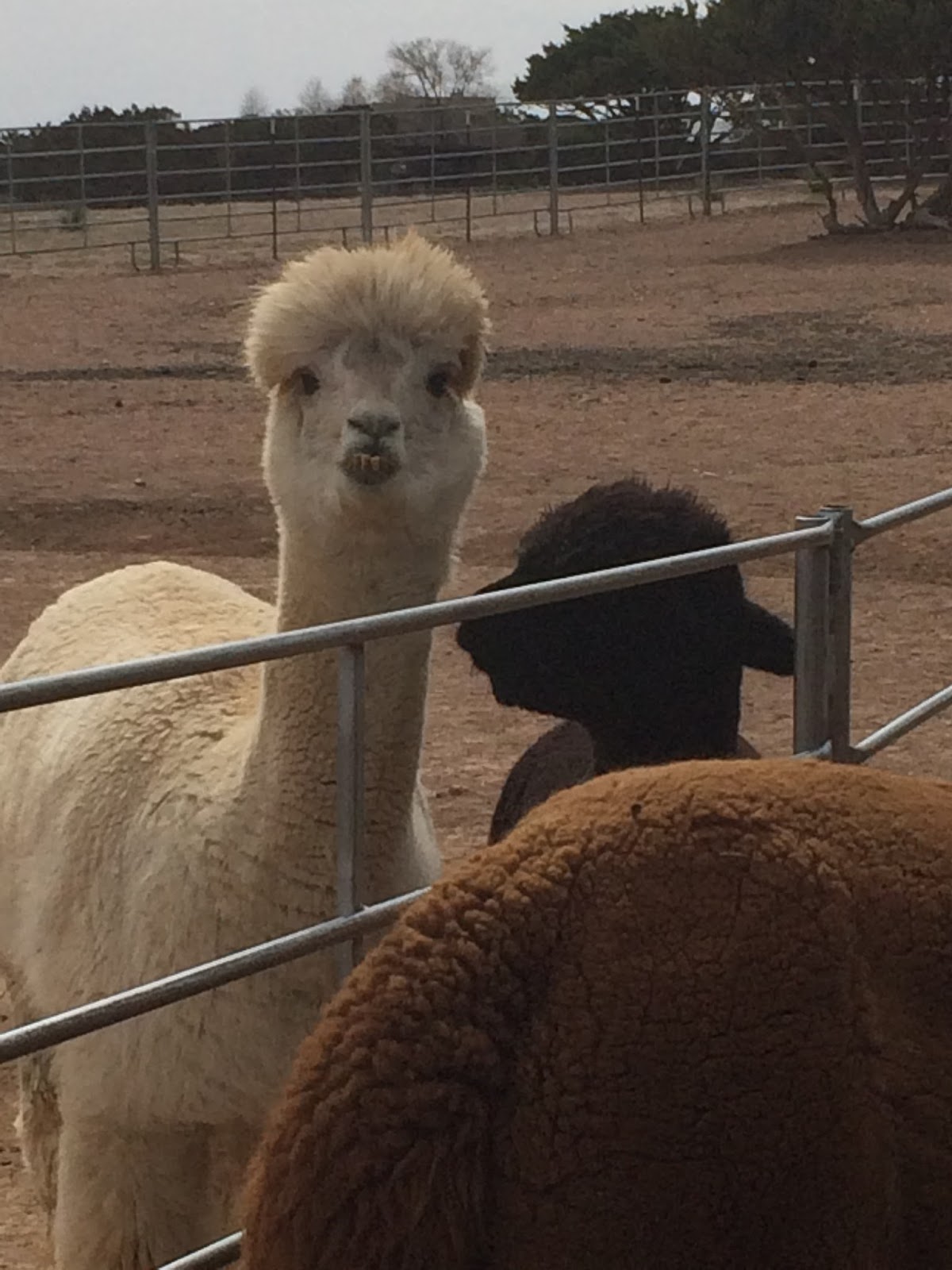 The Feisty Redhead: Lots of Cute Fuzzy Alpacas (and their Yarn!)