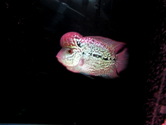 Flowerhorn The Hybrid Cichlids: King Kamfa and Kamfa