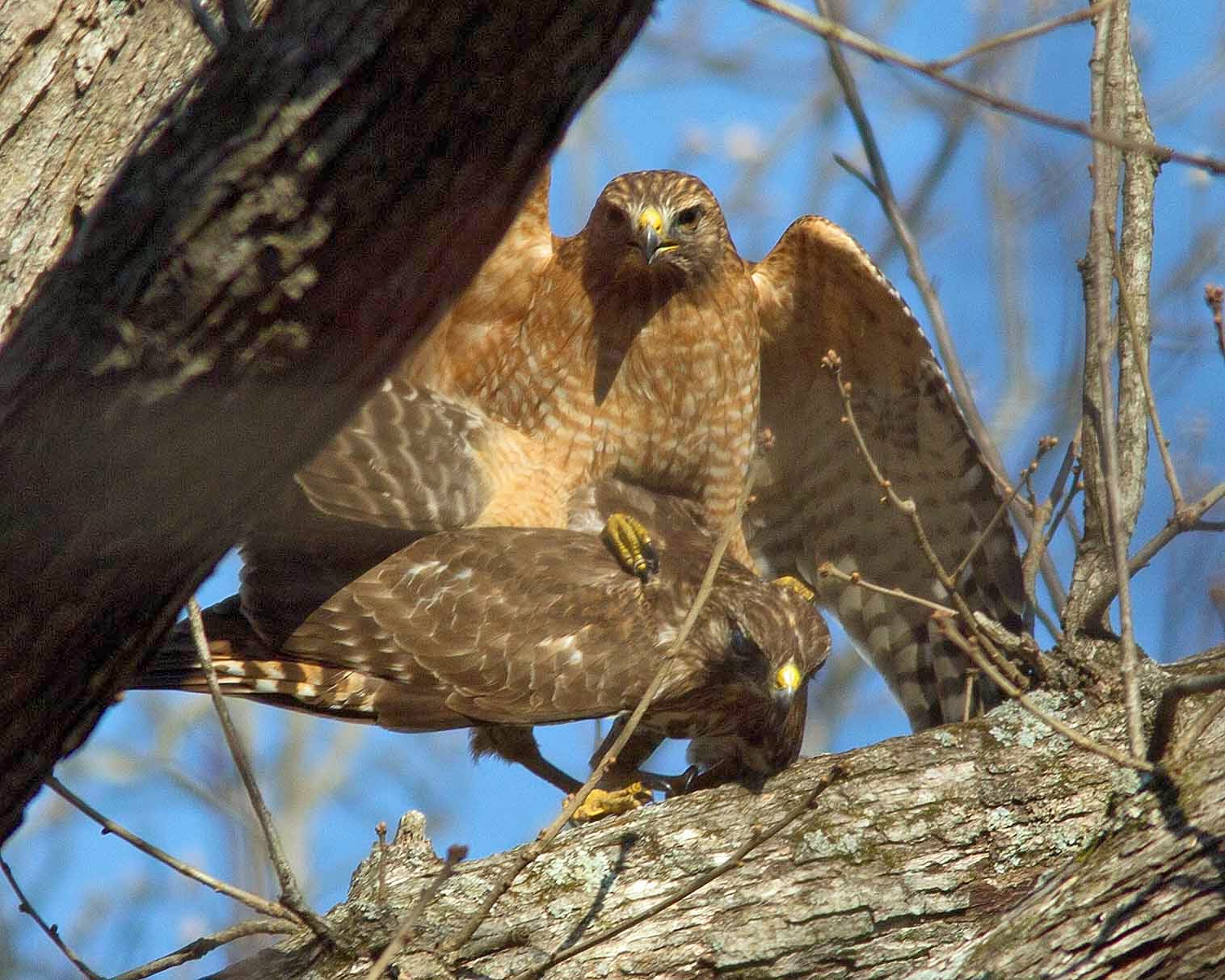 Exploring Nature in NC: Hawk Amour - Mating Red-shouldered Hawks