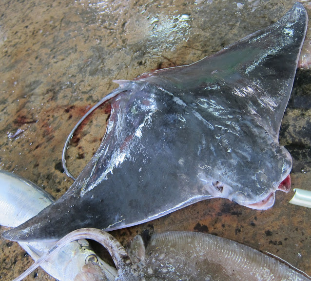 Where to Buy Fish in Pontian? Get Restaurant to Cook for You on the ...