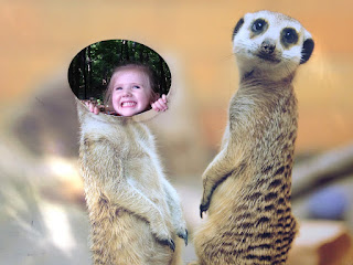 Good Morning Babycat: Little meerkat