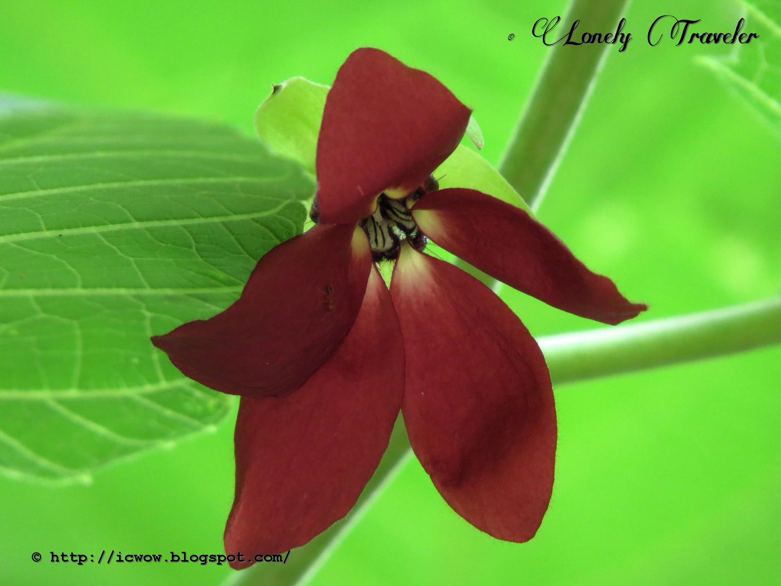 Ulot Kombol - Abroma augustum