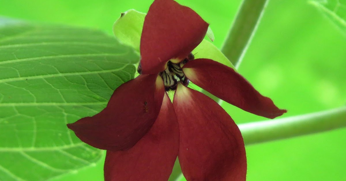 Ulot Kombol - Abroma augustum