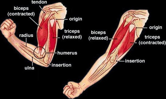 Knowledge Class: Skeleton and Movement