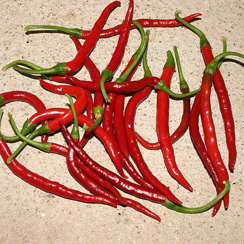 AL FUM DE LA XIMENERA : GUINDILLAS Y SU CONSERVACIÓN