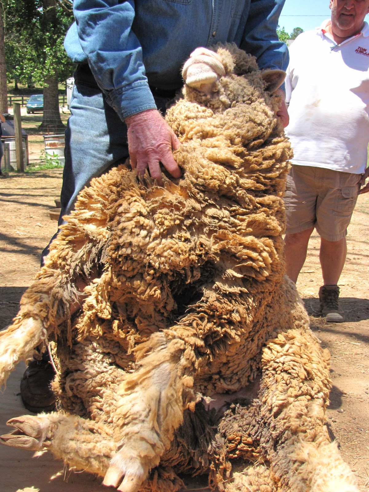 Sheep...revisited....