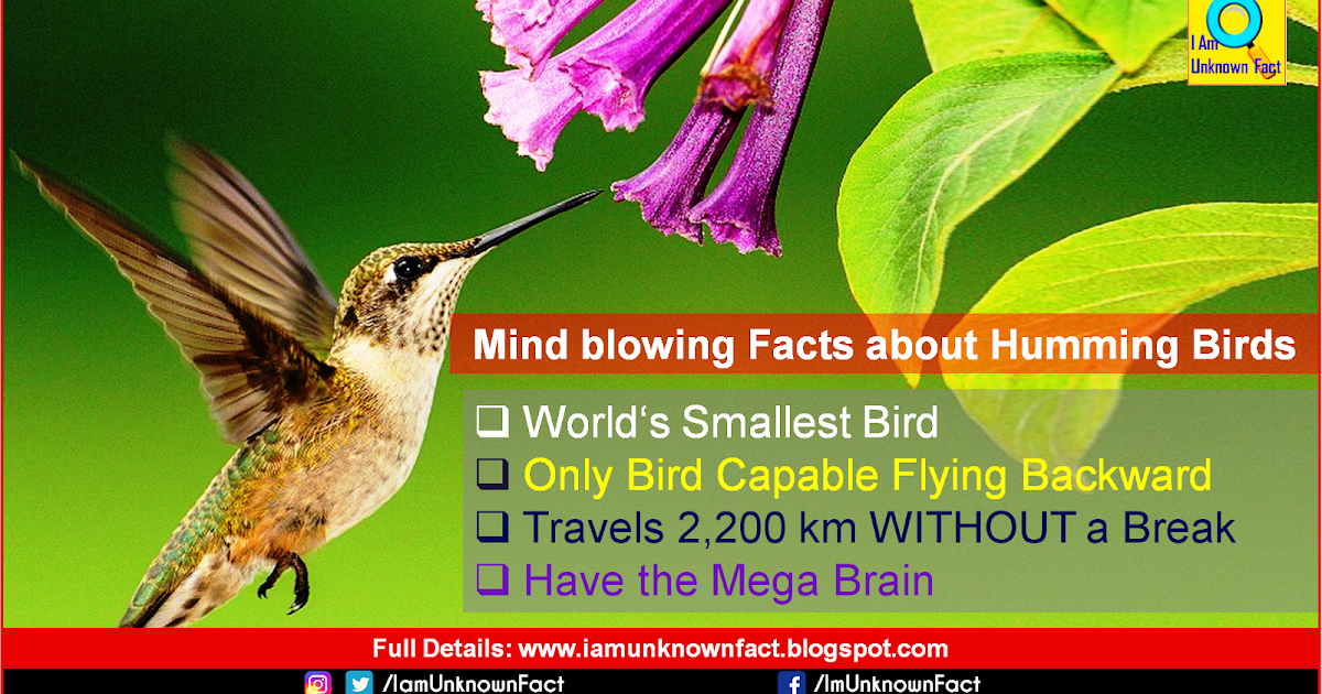 5 Mind-Blowing Facts about Hummingbirds
