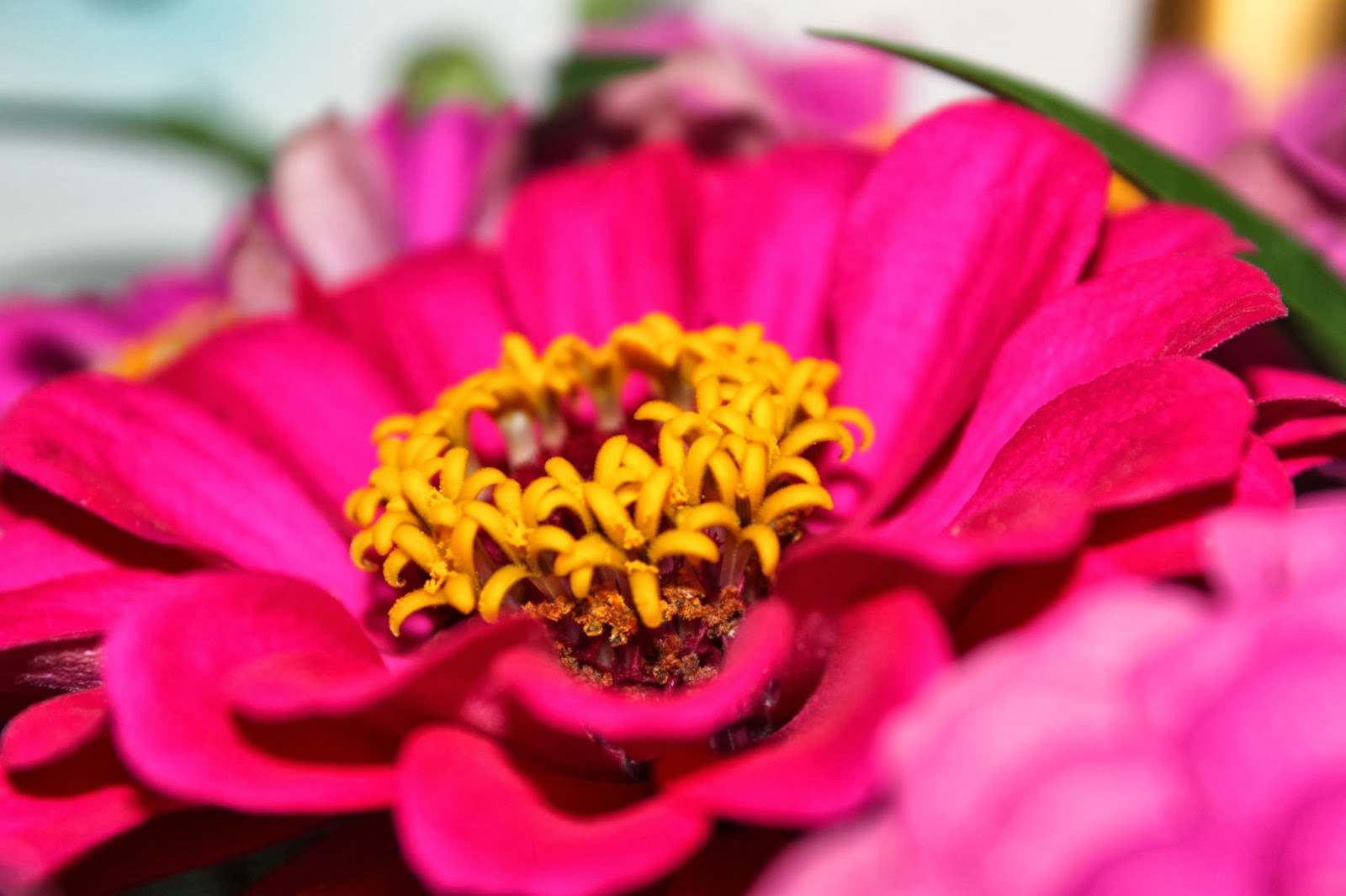 Metamorphosis: Flowers within Flowers