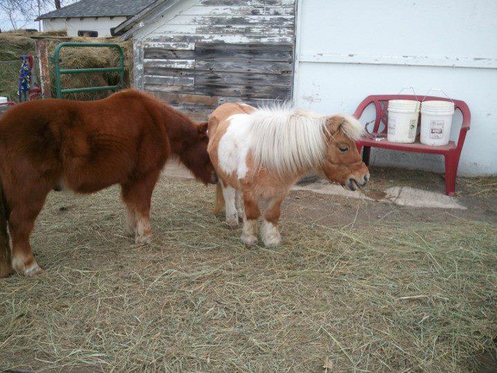Pet Pals LLC: Little Hooves Miniature Horse and Pony Rescue