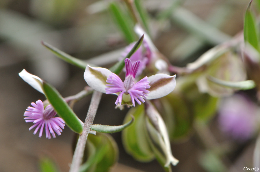 Flora Silvestre de Murcia: Polygala rupestris