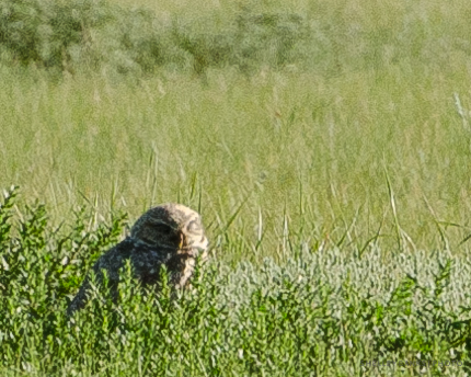Prairie Nature: Burrowing Owls: Grasslands, Pasture and Imprinted