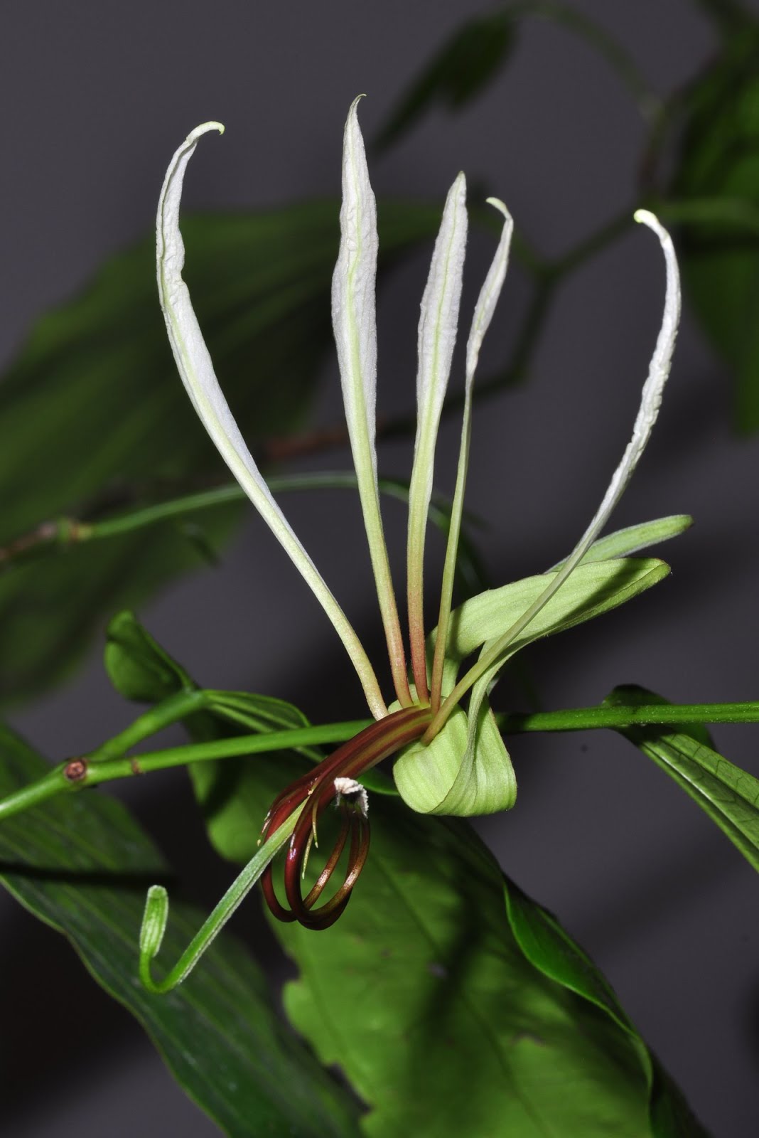 Species New to Science: [Botany • 2018] Bauhinia proboscidea (Fabaceae ...