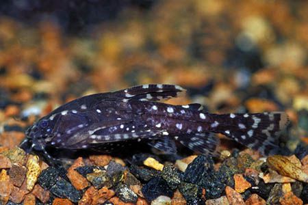 The family of aquarium fish catfish (Doradidae): Spiny catfish ...