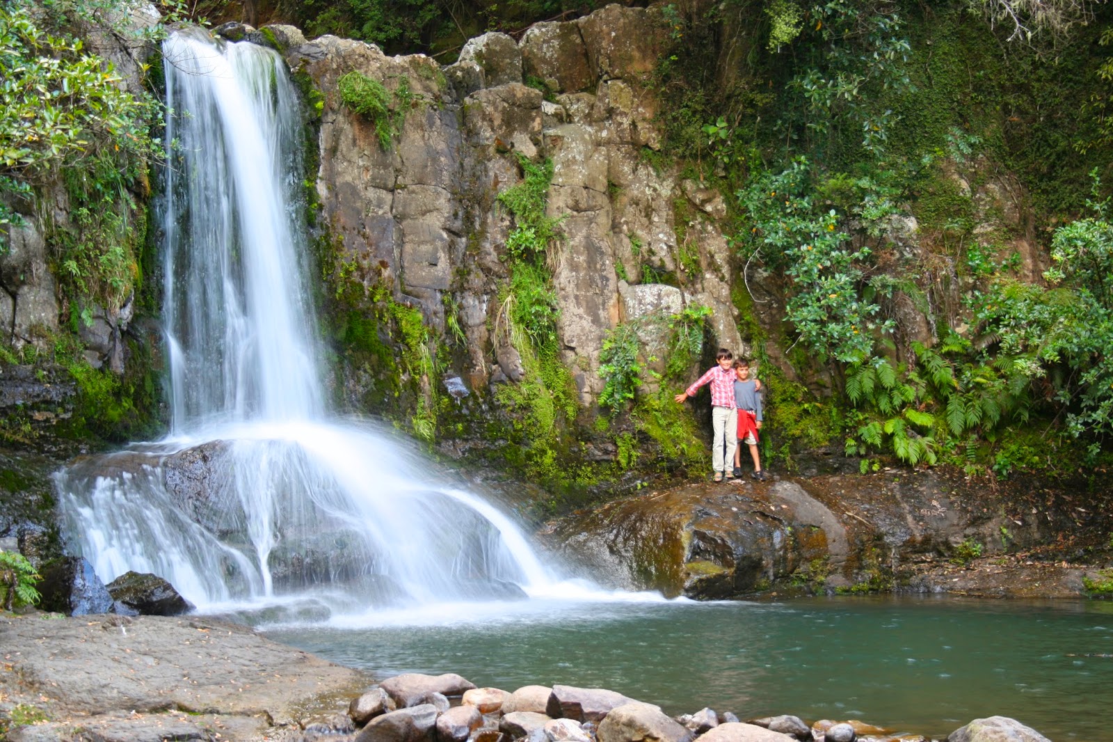 Take On Takapuna: Coromandel - Driving Creek Railway & Waiau Kauri ...
