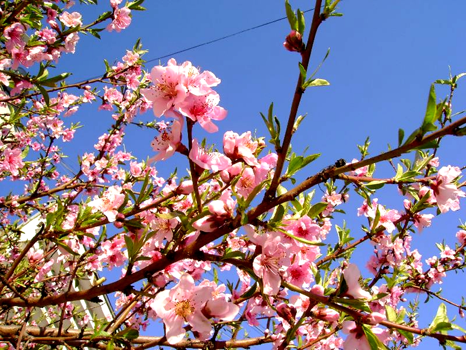 Info.Carlibaba.Bucovina.Online: Selectie cu imagini de primavara pe ...