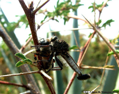 ARTHROPODA MEXICANA: "Mosca ladrona"depredando abeja